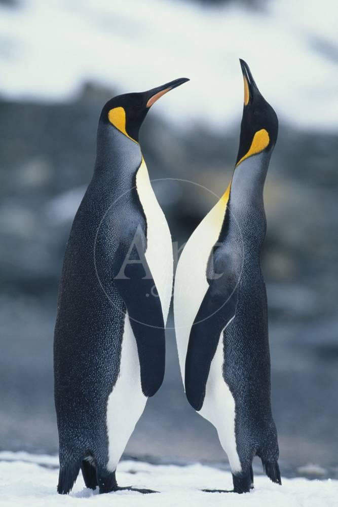 King Penguins Standing Face to Face, Animals Unframed Photographic Print Wall Art by DLILLC Sold ...