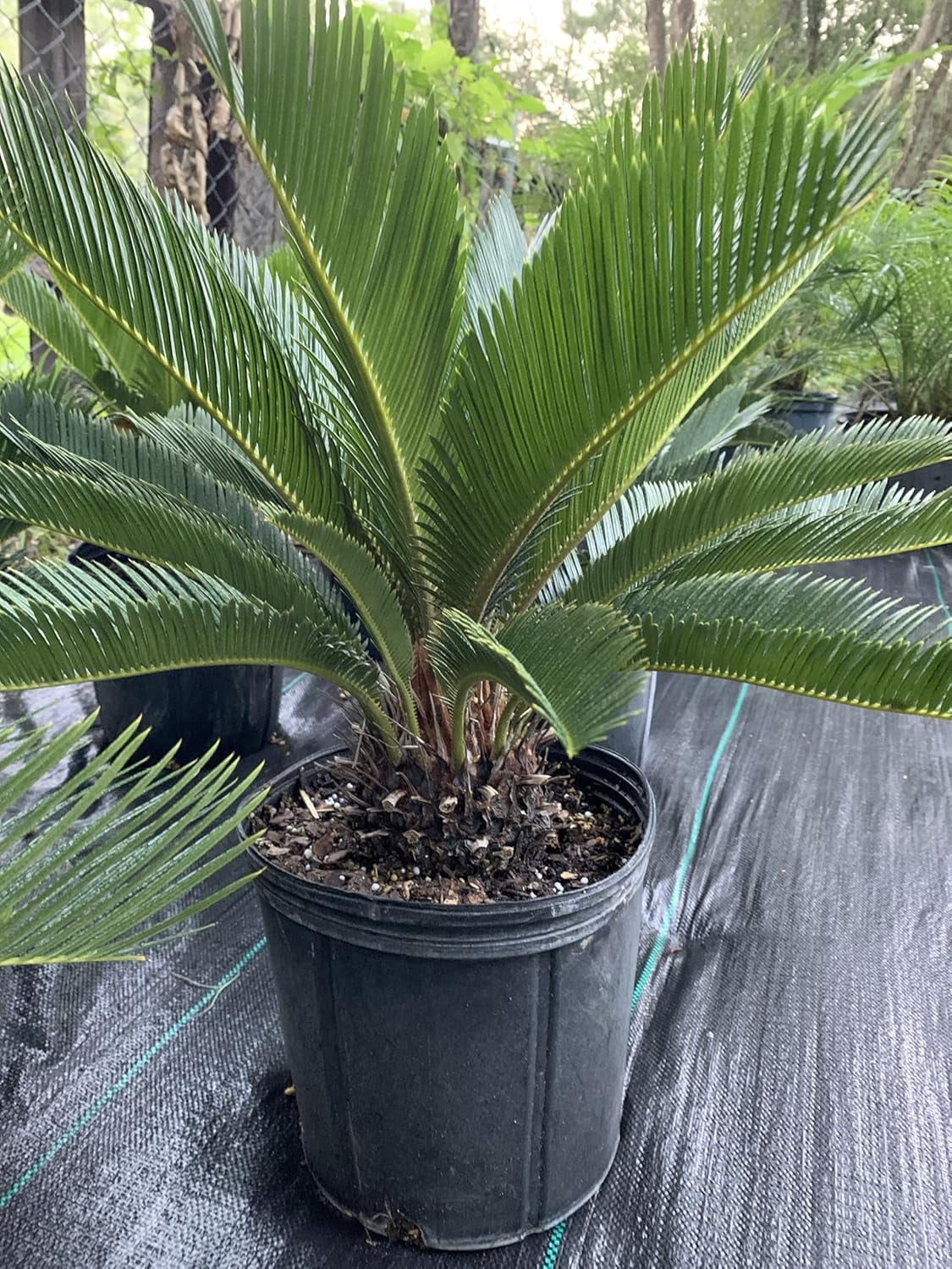 Sago Cycad