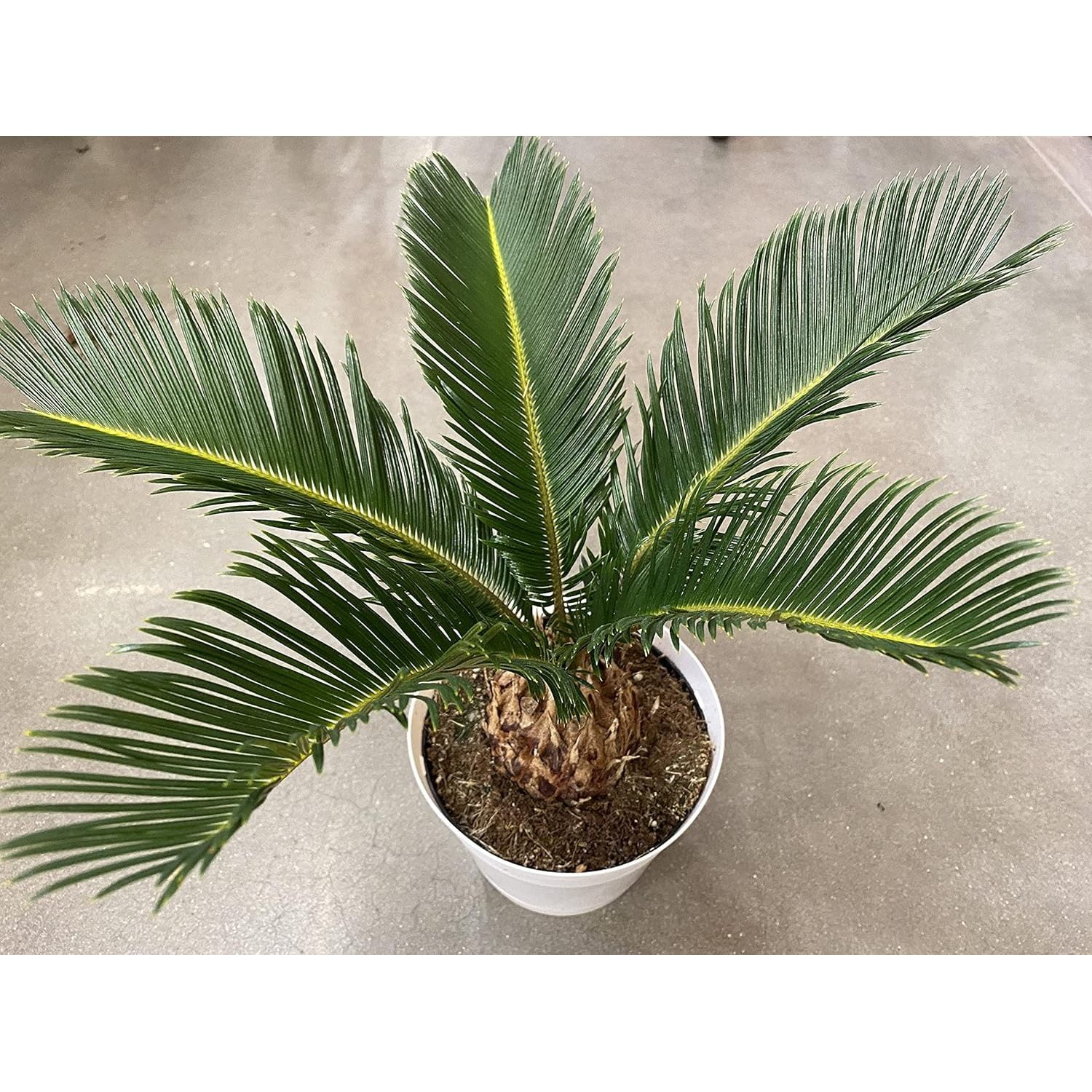 King Sago Palm Tree Real Live Plant, 6" Grower's Pot Indoor Outdoor ...