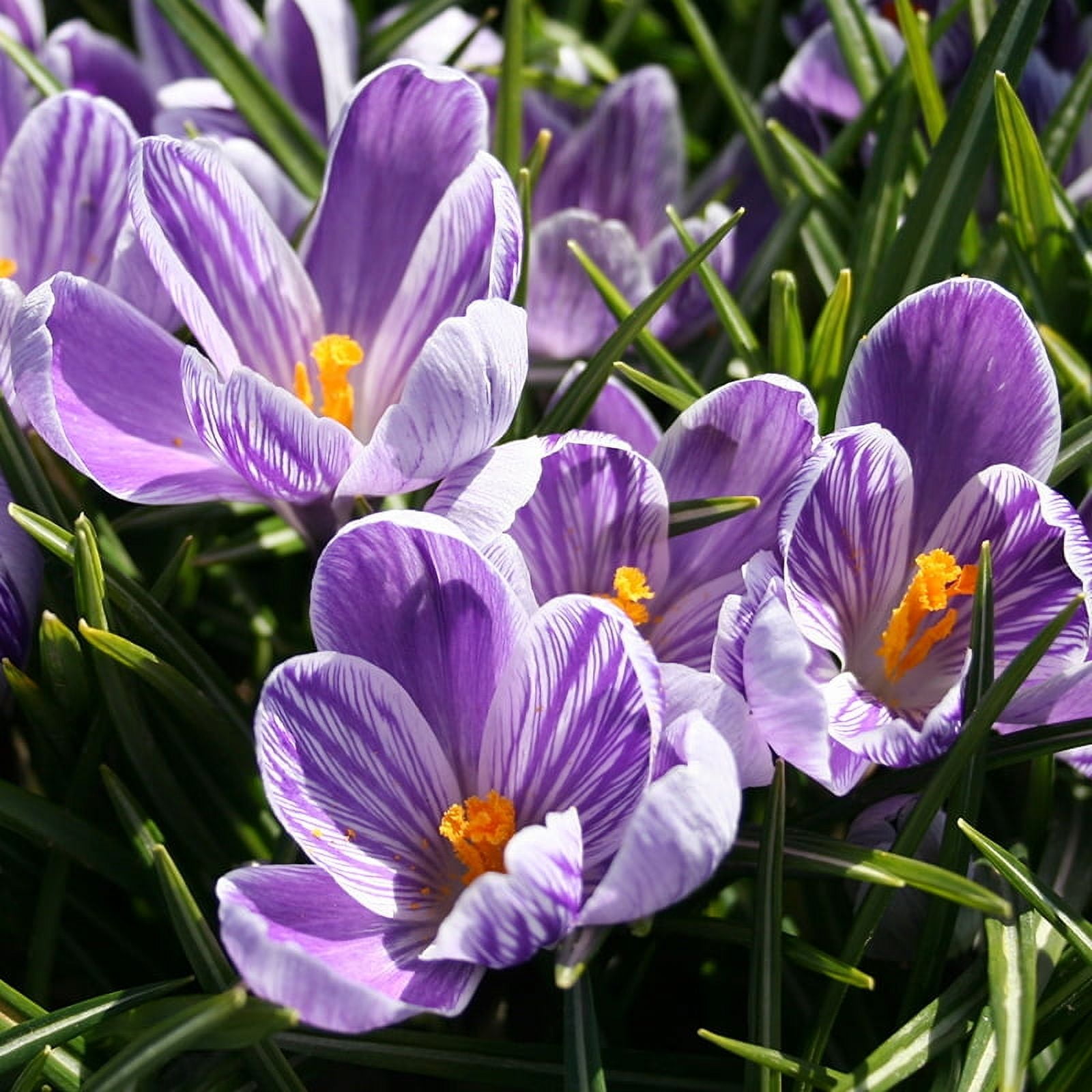King of the Striped Giant Crocus Flower Bulbs - 25 Bulbs per Pack ...