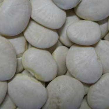 Early Thorogreen Bush Lima Bean - 1/2 OZ ~35 Seeds - Heirloom Open ...