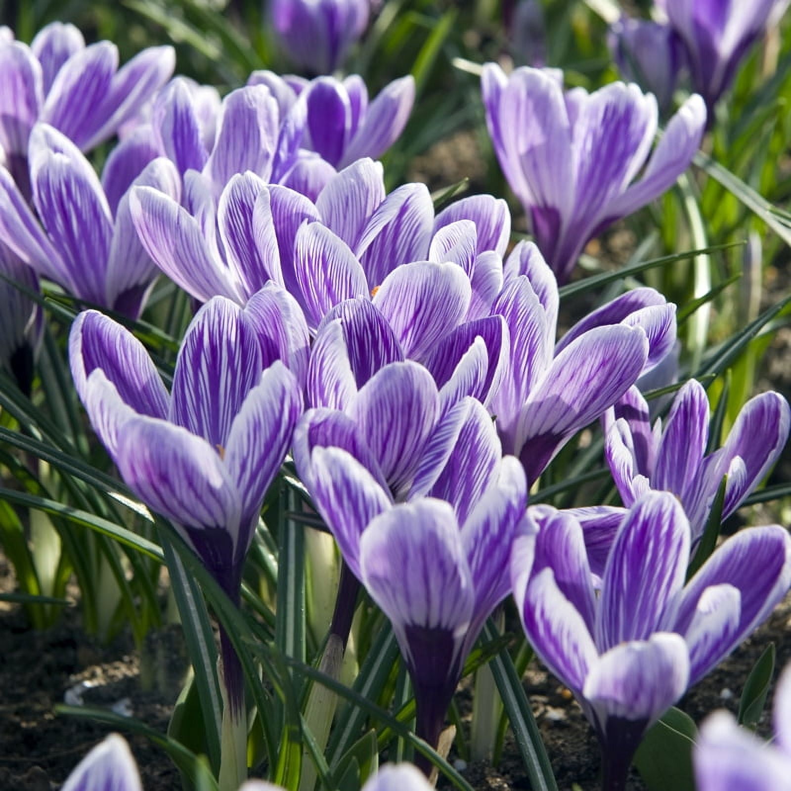 King of the Striped Crocus Flower Bulbs - 10 Bulbs per Pack ...