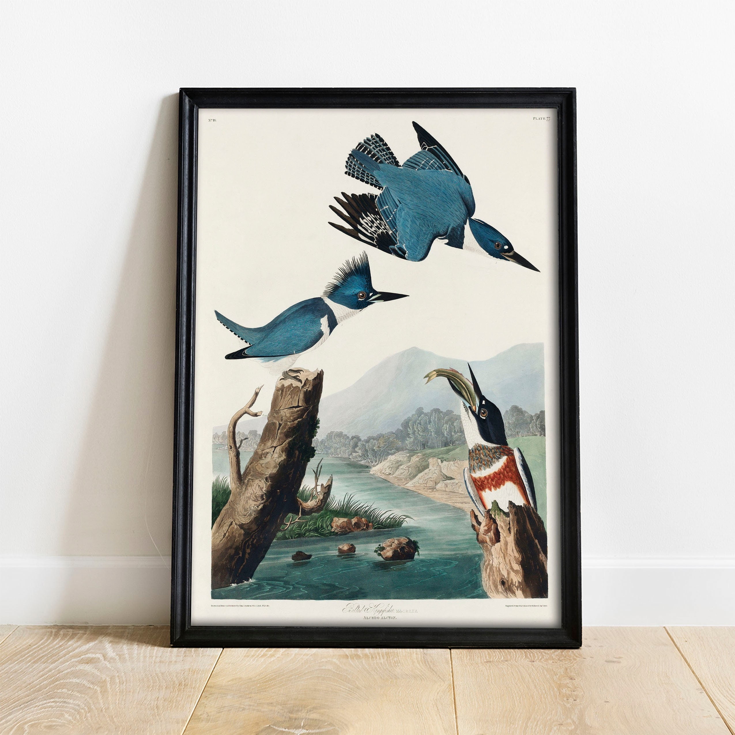 Kingfisher Print, Antique Bird Painting, Vintage Drawing Poster Wall ...