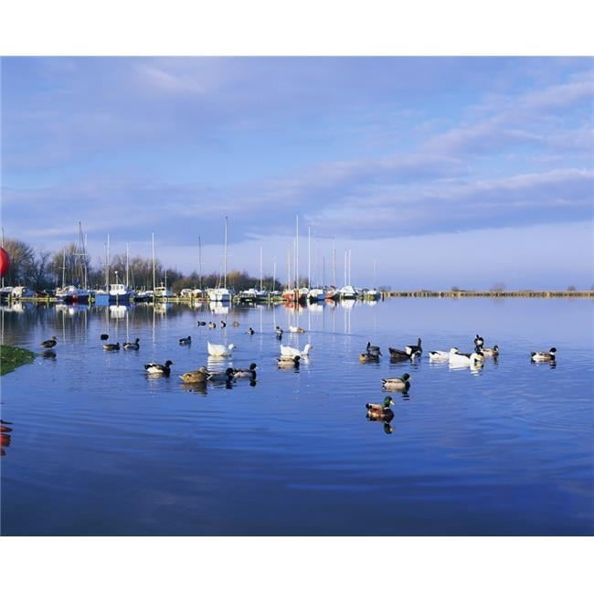 Kinnego Marina Lough Neagh Co Antrim Ireland - Ducks Swimming by A ...