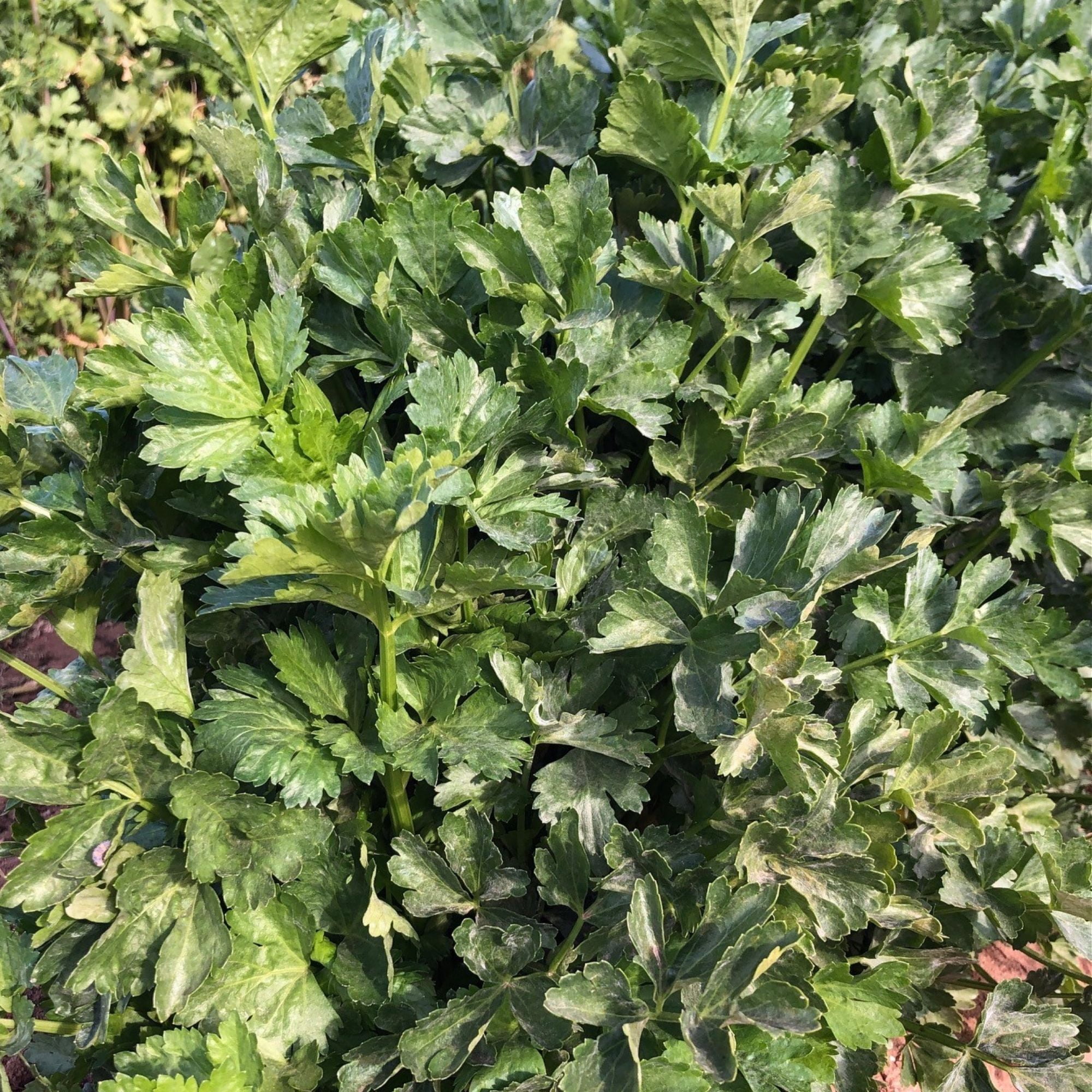 Kintsai Dark Green Celery Seed 1 Lb ~1,200,000 Seeds | Heirloom, Non ...