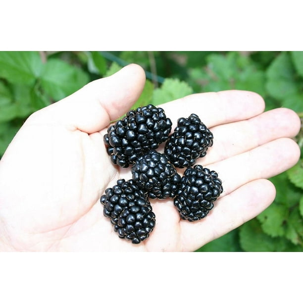 Kiowa BlackBerry Plant - Live Plant in a 2 Inch Pot - Rubus - Fruit ...
