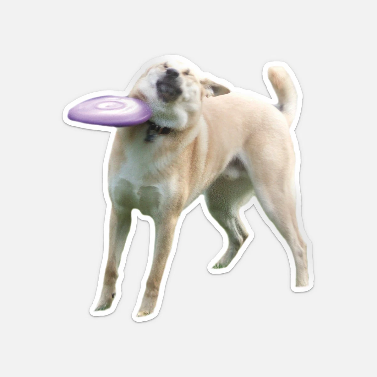 Kira Frisbee Dog Car Bumper Vinyl Sticker Decal Waterproof Sticker for ...