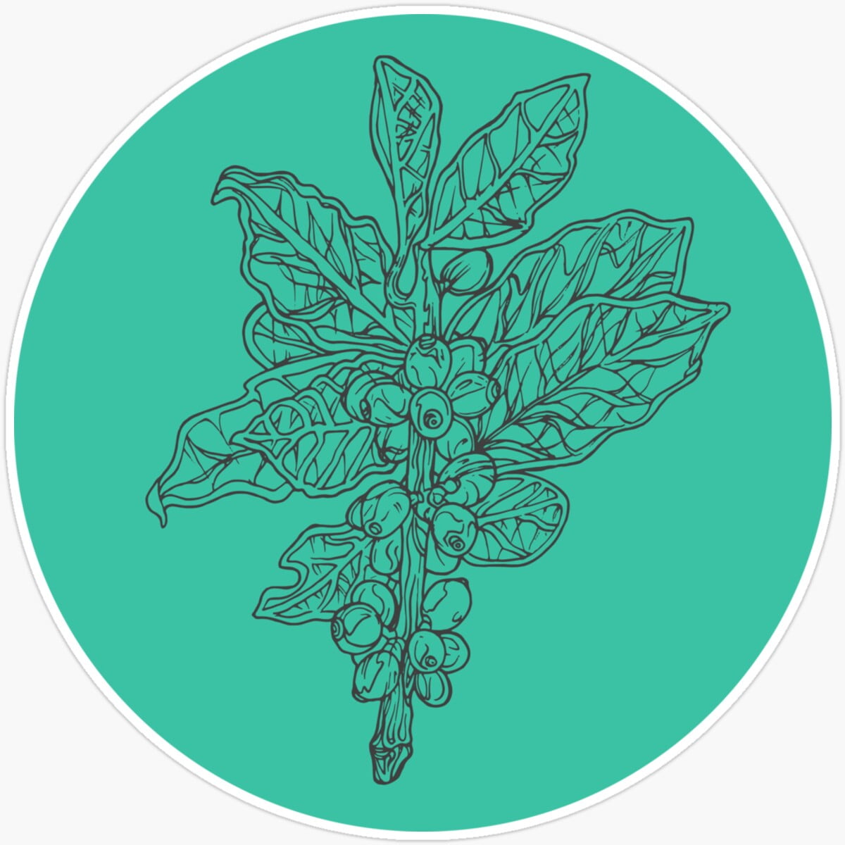 Kira Green Coffee Arabica Plant, Illustrative Botanical Drawing, Coffee ...