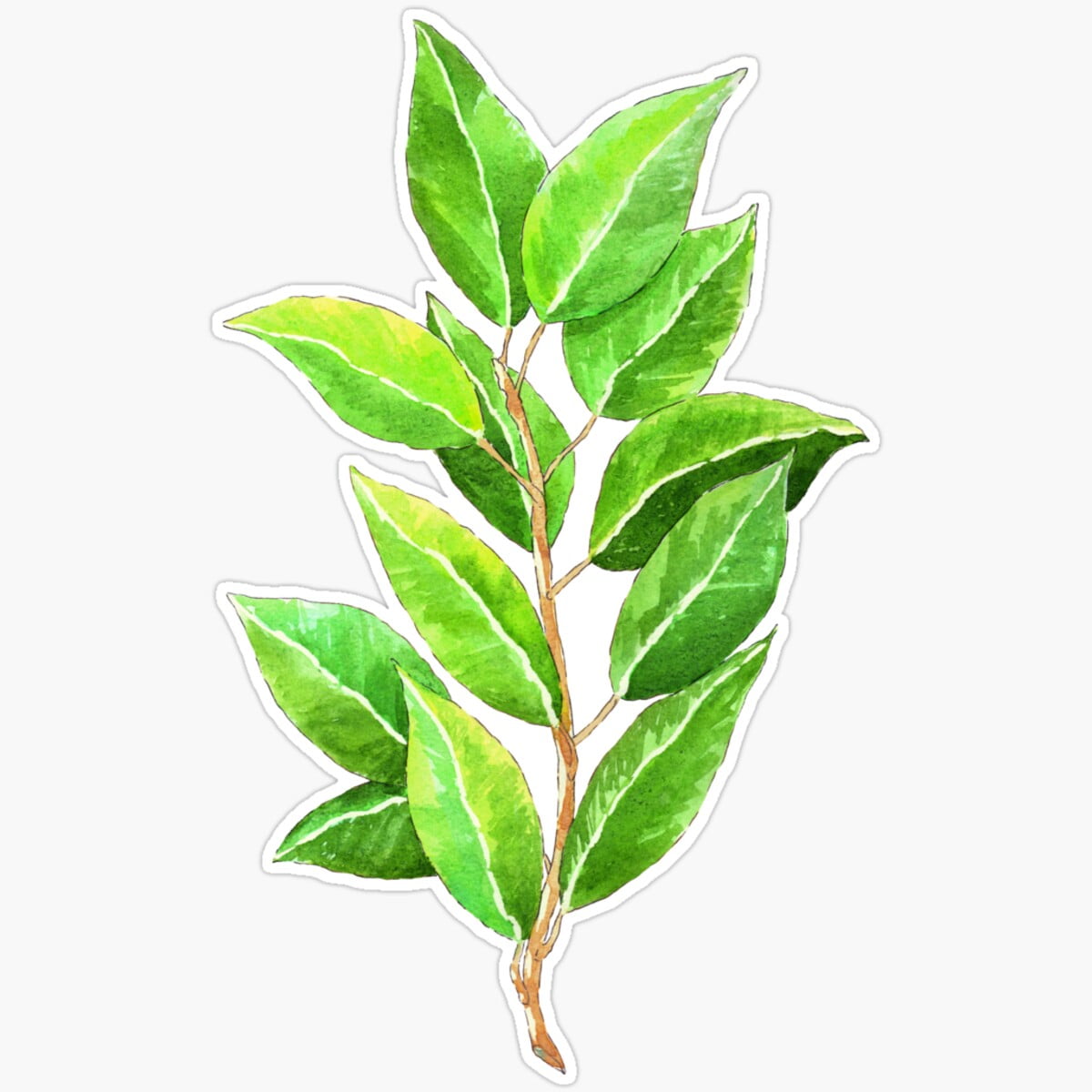 Kira Green laurel branch Sticker Decorative Laptop, Phone Stickers ...