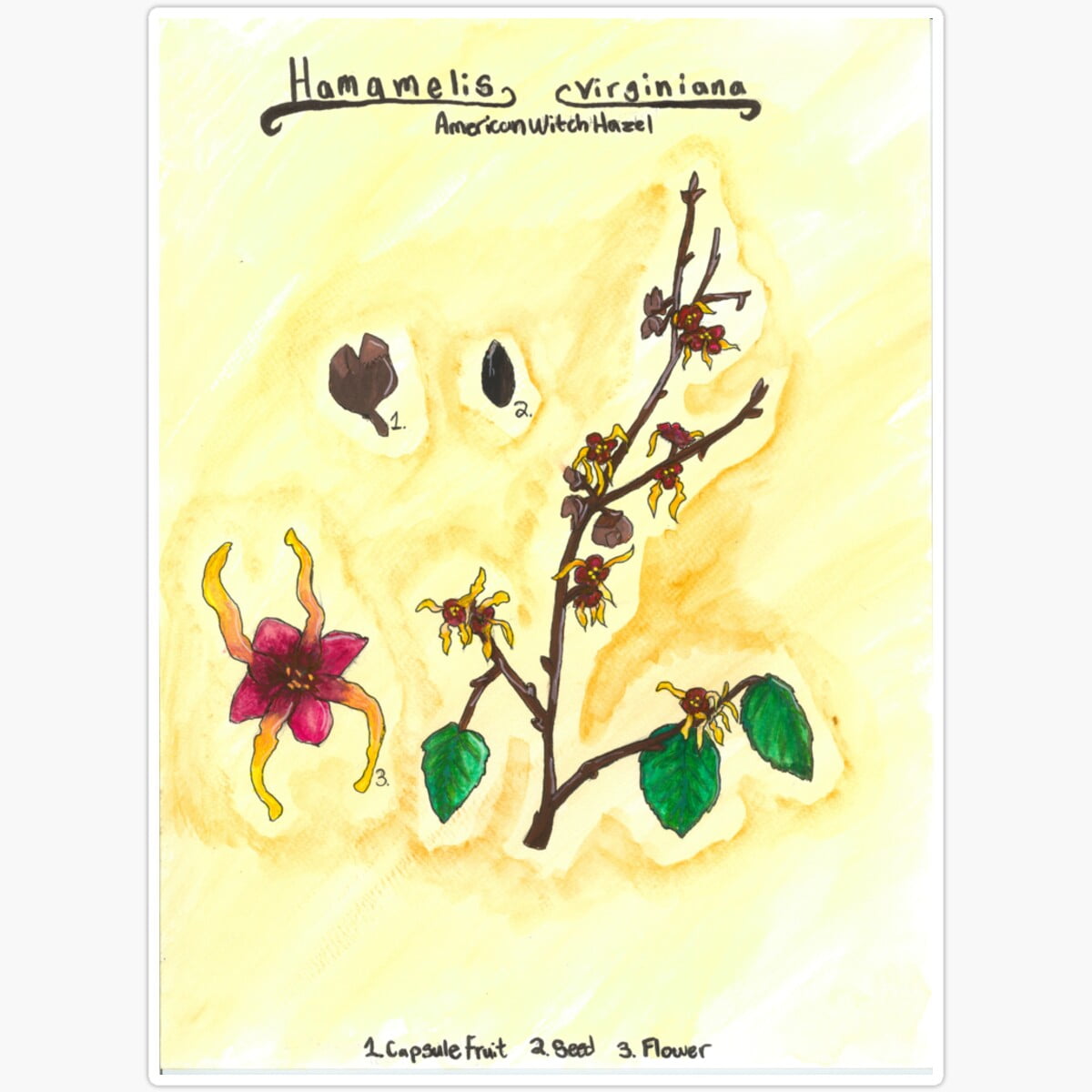 Kira Hamamelis virginiana (American Witch Hazel) Sticker Decorative ...