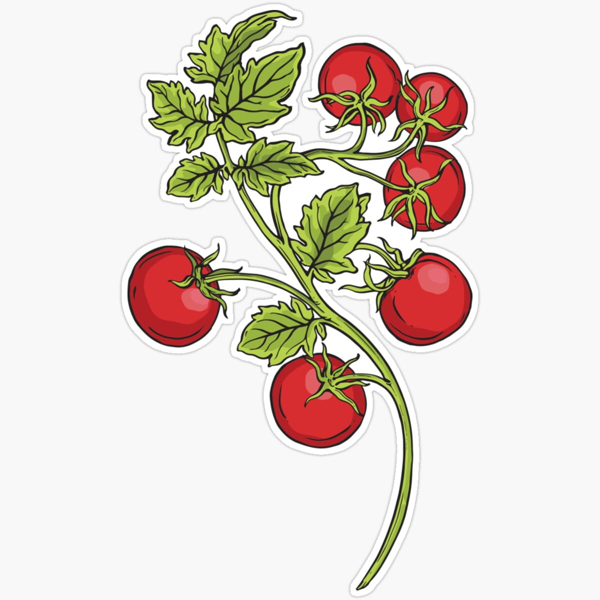 Kira Hand-Drawn Red Tomato Botanical Illustration Sticker Decorative ...