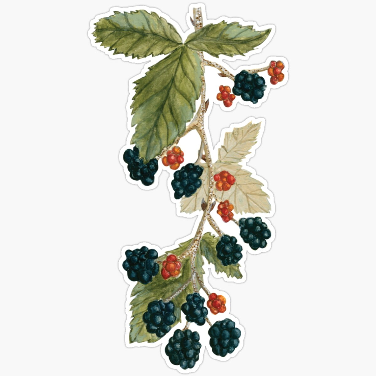 Kira Himalayan Blackberry Sticker Decorative Laptop, Phone Stickers ...