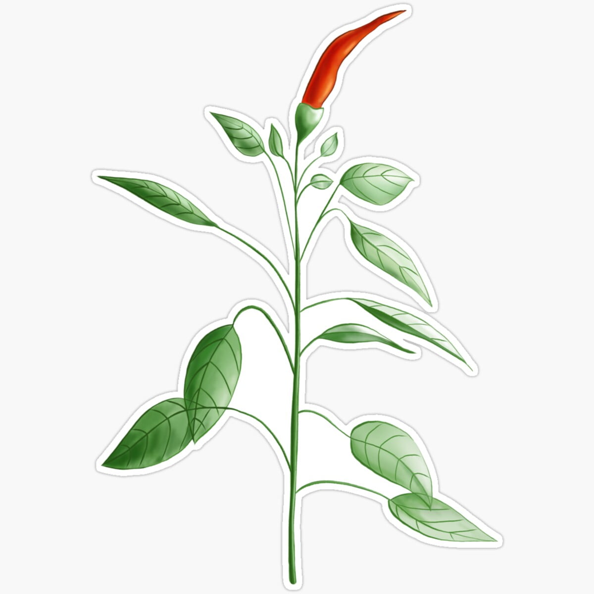 Kira Hot Chili Pepper Plant With Red Fruit Botanical Art Sticker ...
