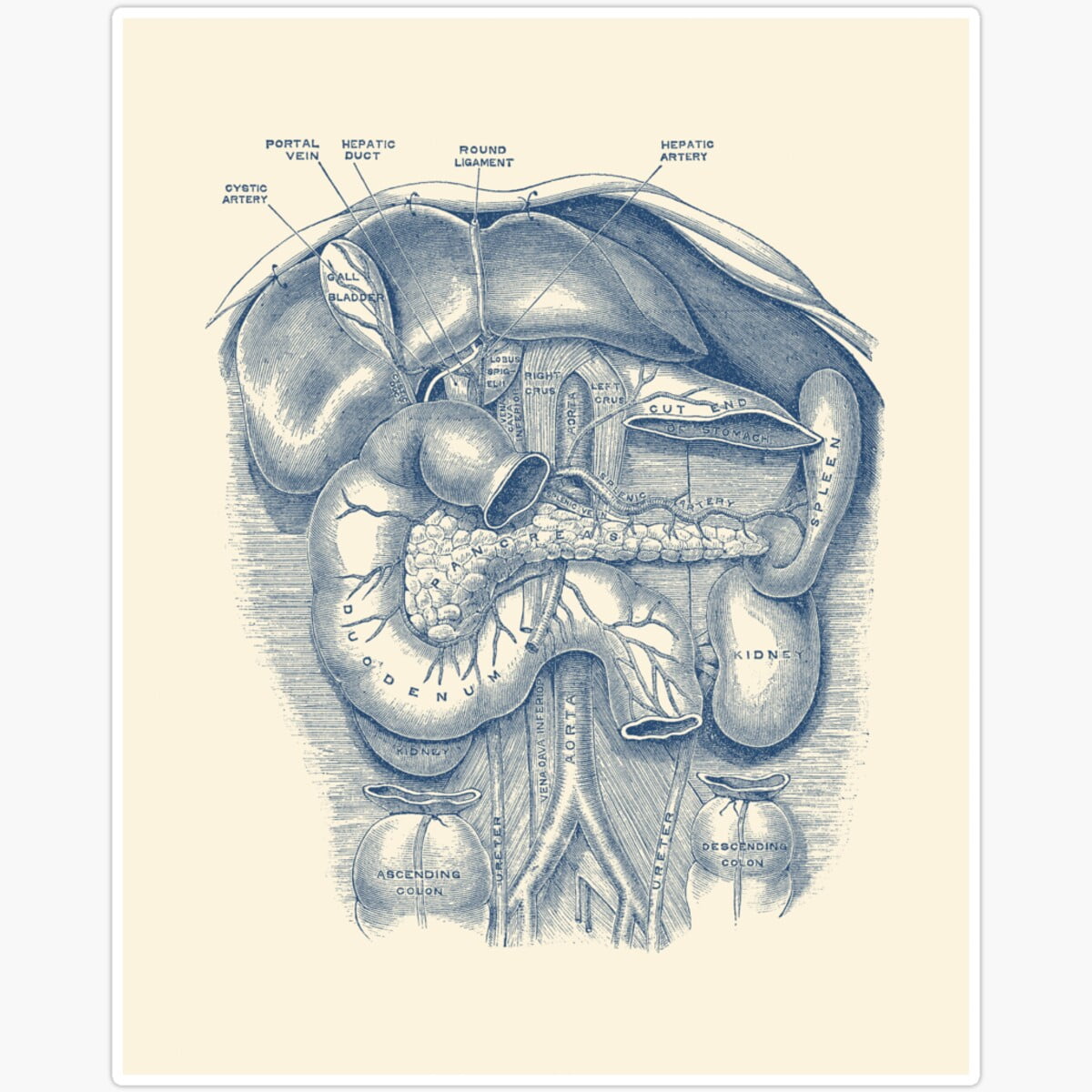 Kira Human Digestive Anatomy - Vintage Diagram Sticker Decorative ...