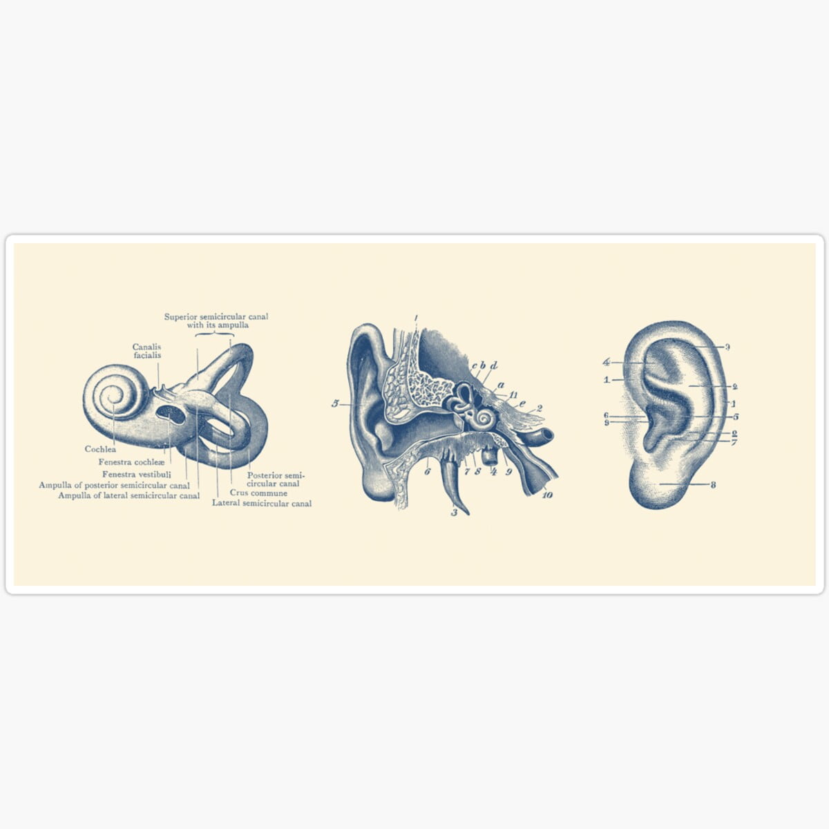 Kira Human Ear Anatomy Diagram Sticker Decorative Laptop, Phone ...