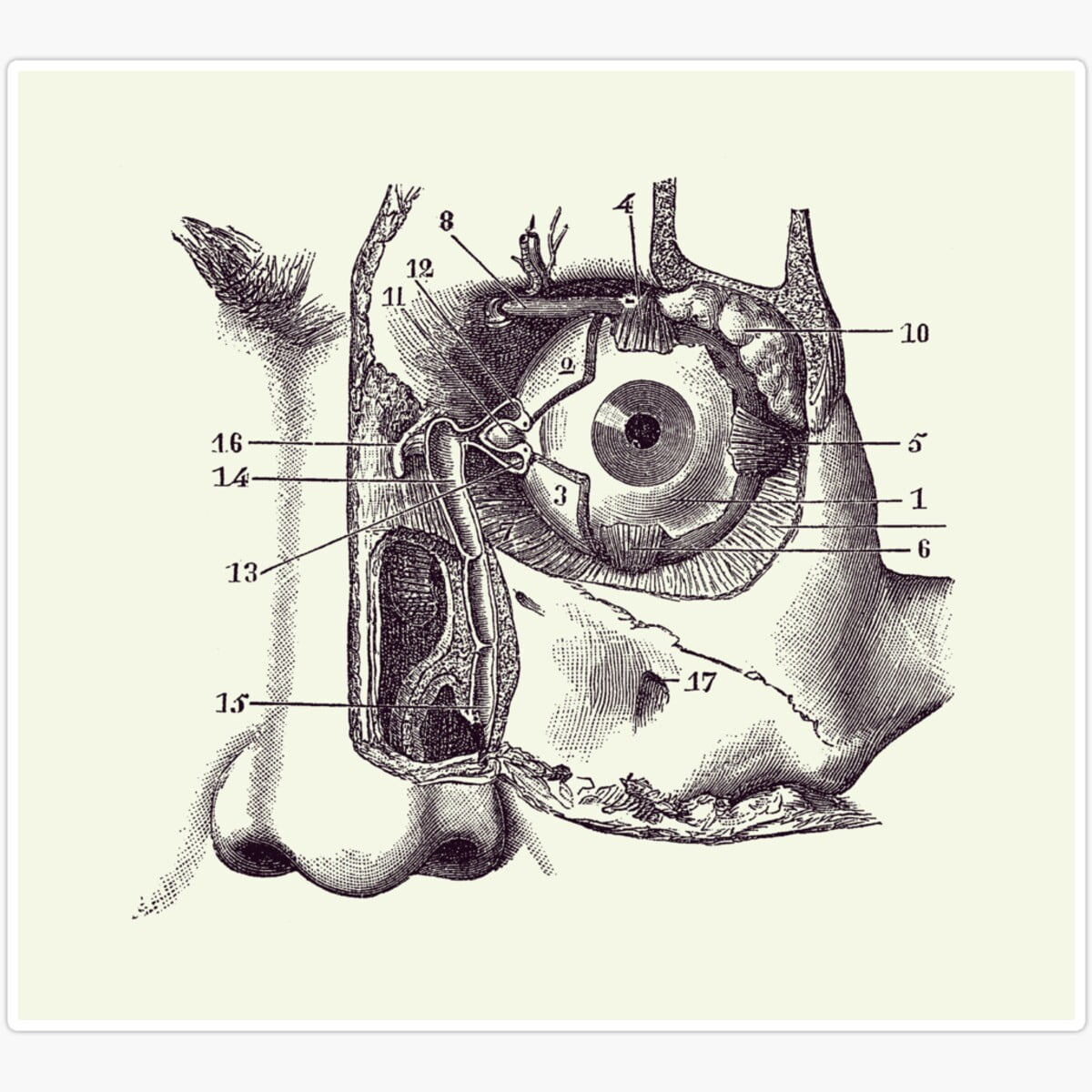 Kira Human Eye and Tear Duct Diagram - Vintage Anatomy 2 Sticker ...
