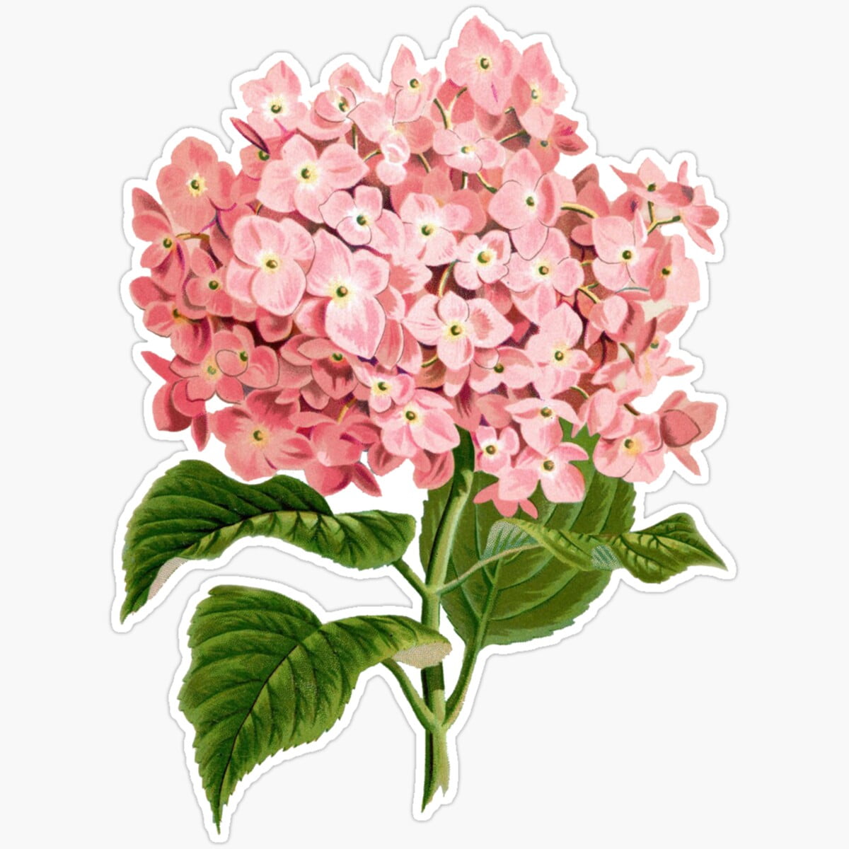 Kira Hydrangea Flower In Pink Sticker Decorative Laptop, Phone Stickers ...