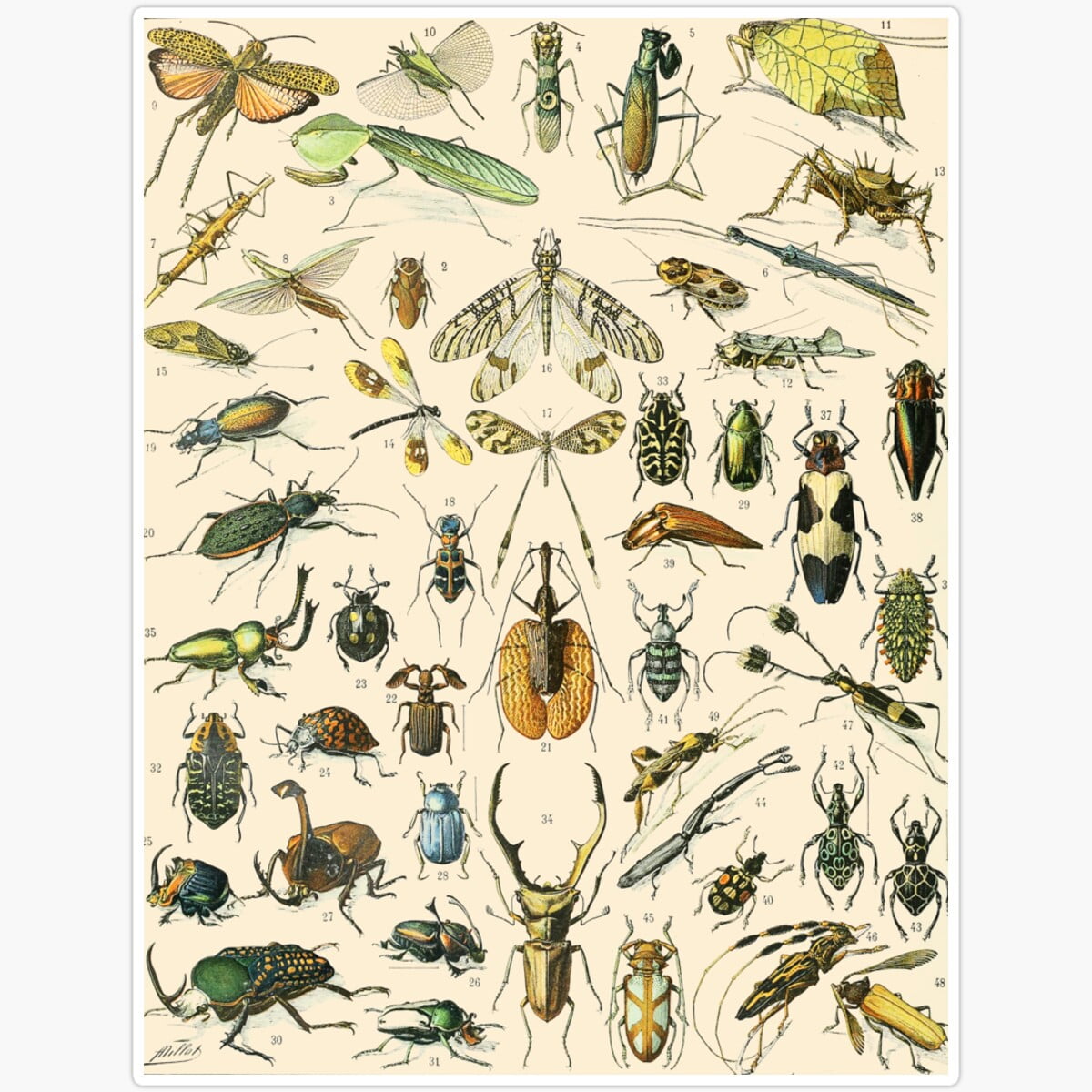 Kira Insects Vintage Bug Chart Sticker Decorative Laptop, Phone ...