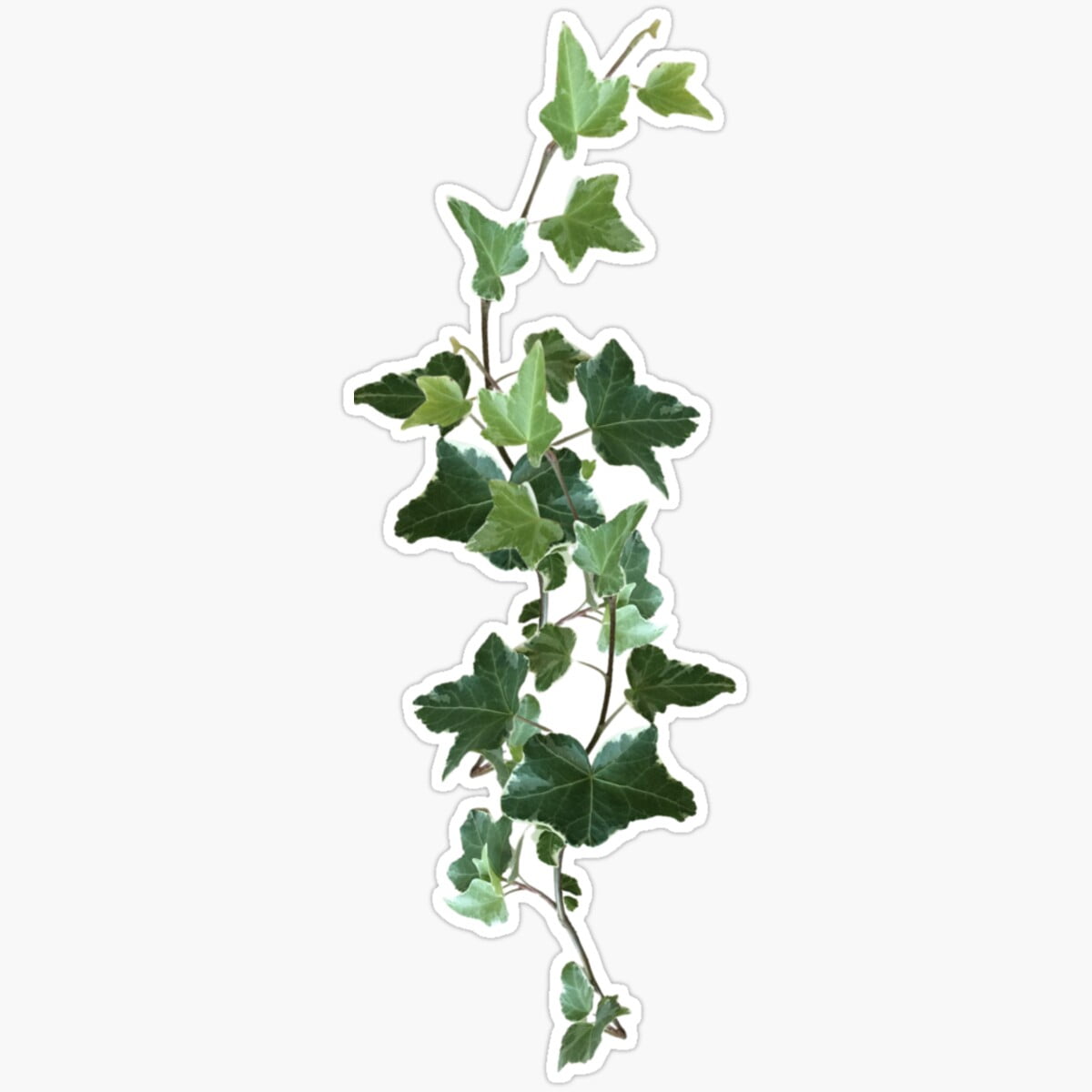 Kira Ivy Vine, green leaves, real variegated ivy creeping Sticker ...