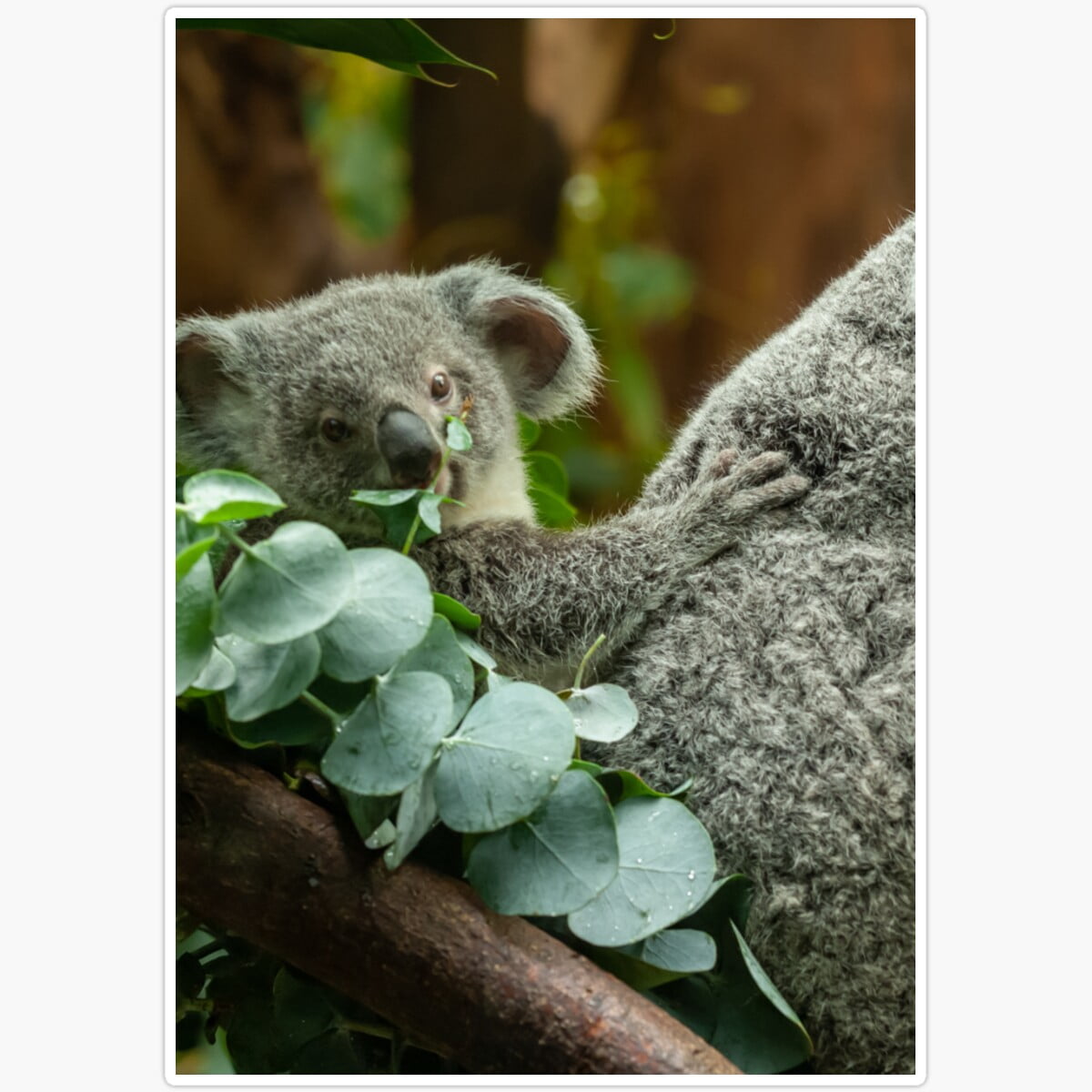 Kira Koala bear with baby Sticker Decorative Laptop, Phone Stickers ...