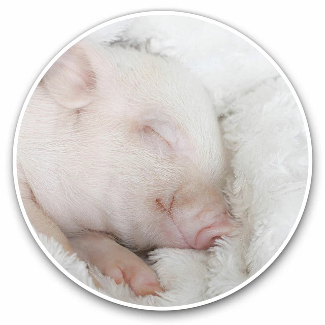 Kira Sticker With Adorable Sleepy Piglet Piggy Pig Cool Gift Decorative ...