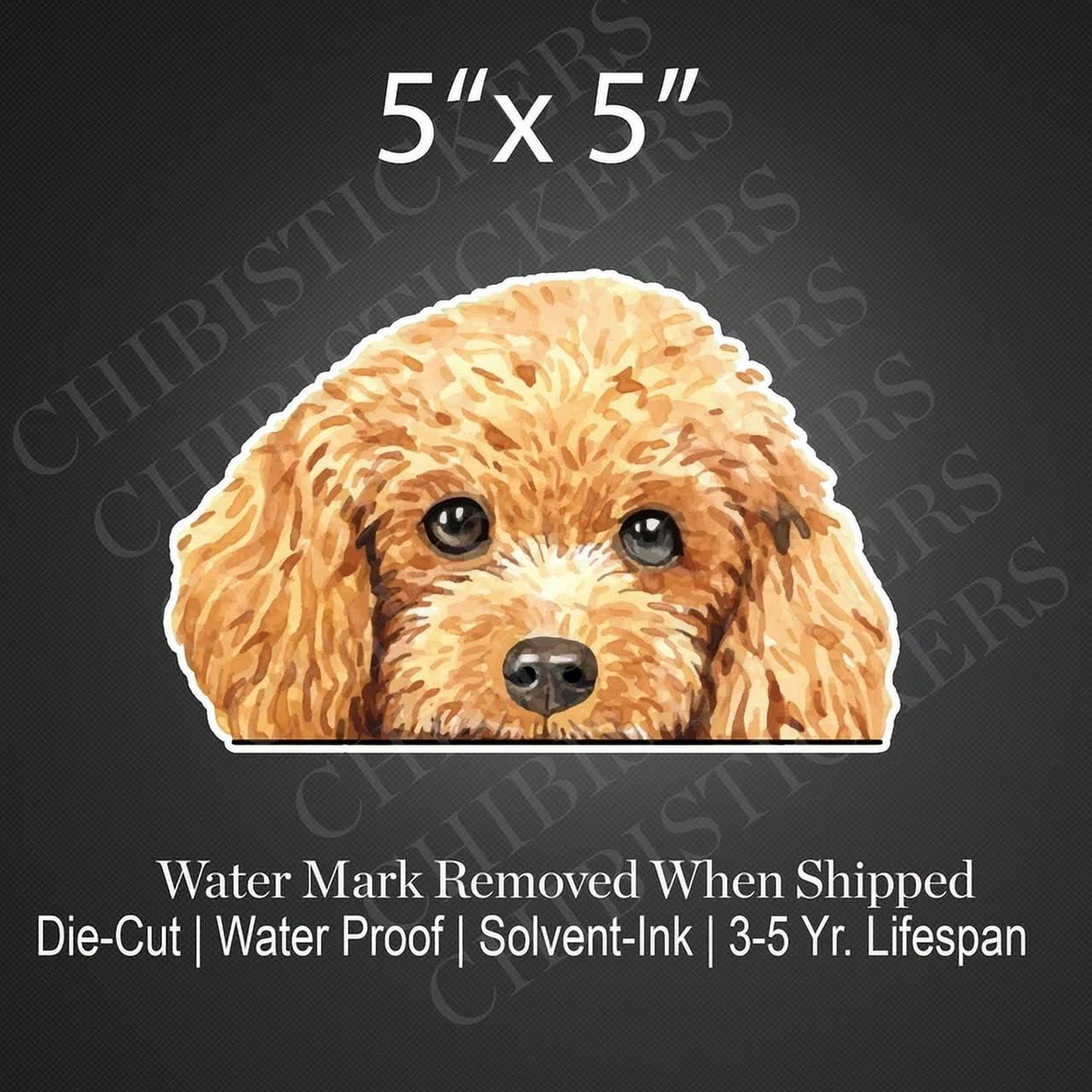 Kira Sticker With Apricot Poodle Orange Poodle Realistic Dog Peeker ...