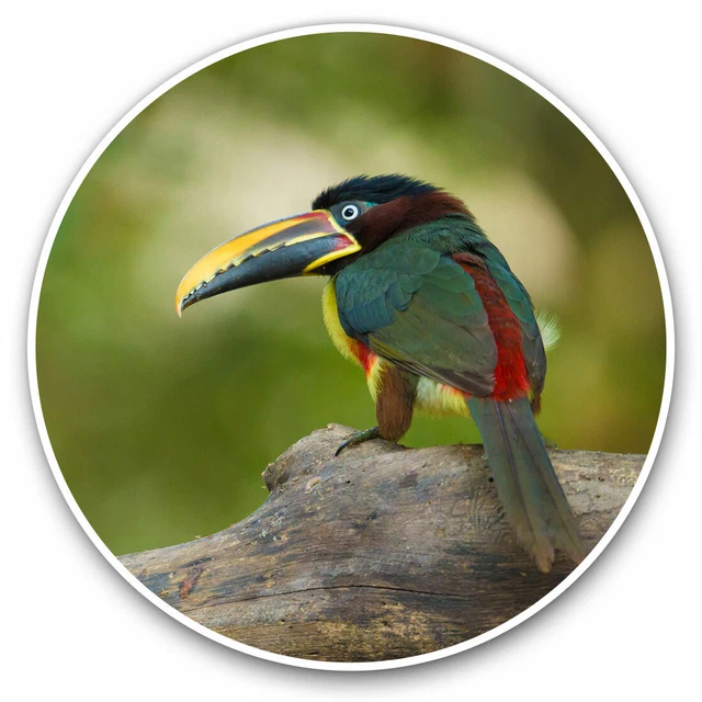 Kira Sticker With Aracari Brazilian Tropical Bird Cool Gift Decorative ...