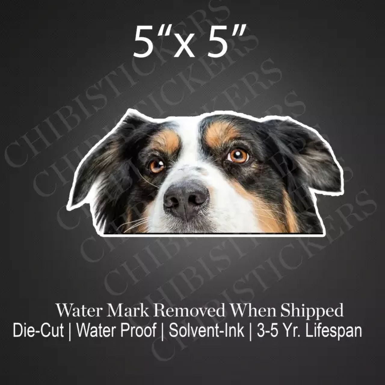 Kira Sticker With Australian Shepherd Tan White Aussie Dog Peeker ...