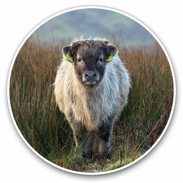 Kira Sticker With Baby Angus Cow Calf White Highland Cool Gift ...