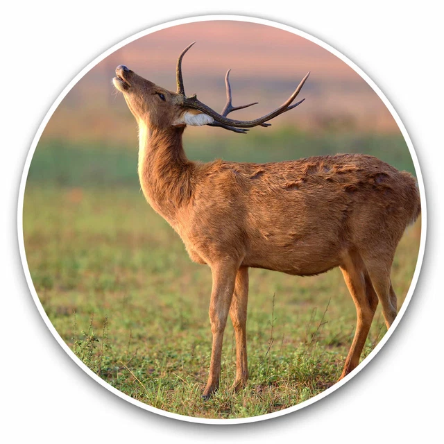 Kira Sticker With Barasingha Deer India Indian Cool Gift Decorative ...