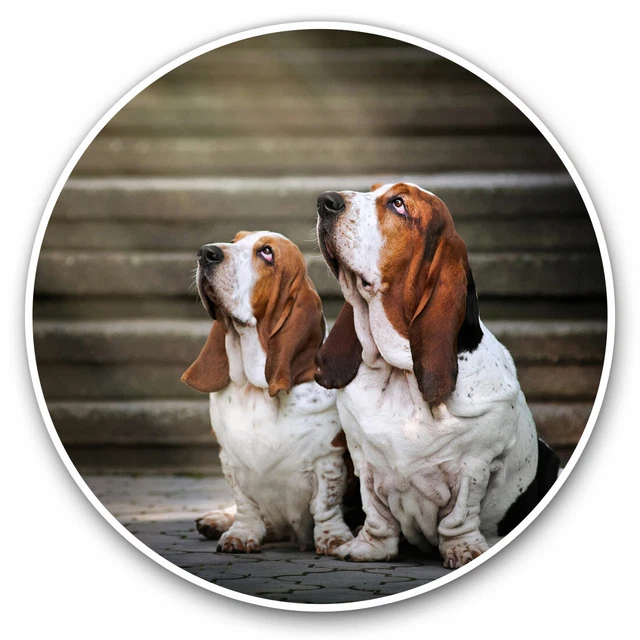 Kira Sticker With Bassett Hound Puppy Dog Couple Cool Gift Decorative ...