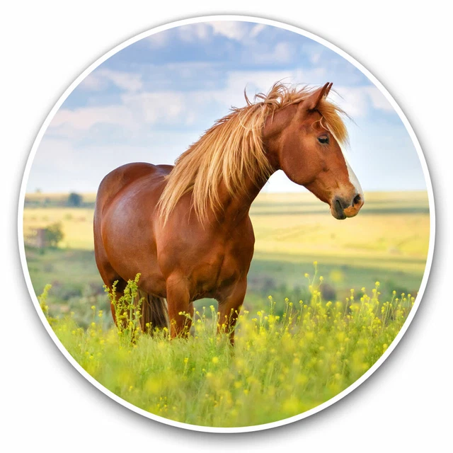 Kira Sticker With Beautiful Brown Horse Animals Pony Cool Gift ...