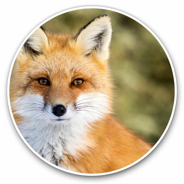 Kira Sticker With Beautiful Ginger Fox Wild Animals Cool Gift ...