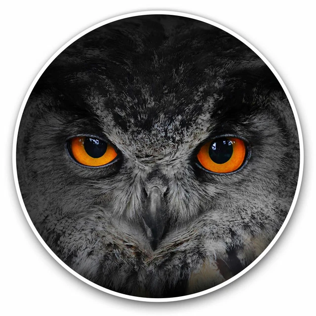 Kira Sticker With Beautiful Owl Eyes Bird Owls Cool Gift Decorative ...