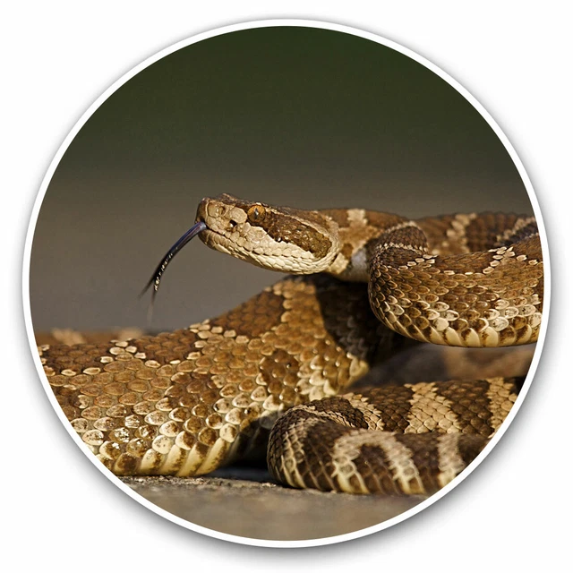 Kira Sticker With Beautiful Rattlesnake Snake Cool Gift Decorative ...