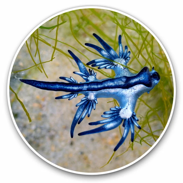 Kira Sticker With Blue Dragon Glaucus Atlanticus Sea Slug Cool Gift ...