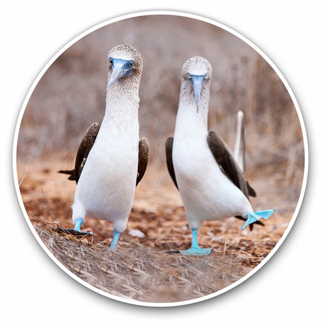 Kira Sticker With Blue Footed Booby Galapagos Bird Cool Gift Decorative ...