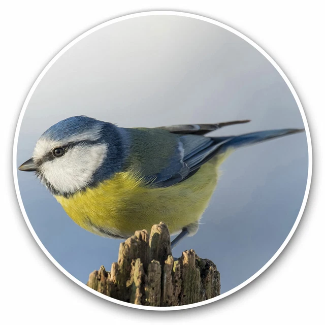 Kira Sticker With Blue Tit Bird Garden Birds Cool Gift Decorative ...