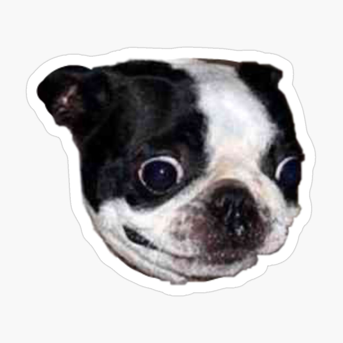 Kira Sticker - Boston Terrier Dog Sticker, Funny Waterproof Decal For ...