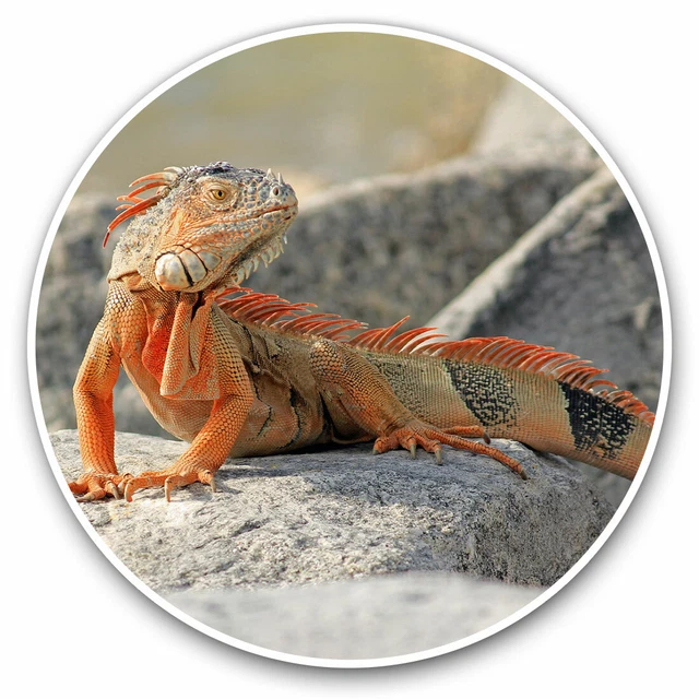 Kira Sticker With Bright Orange Iguana Lizard Cool Gift Decorative ...