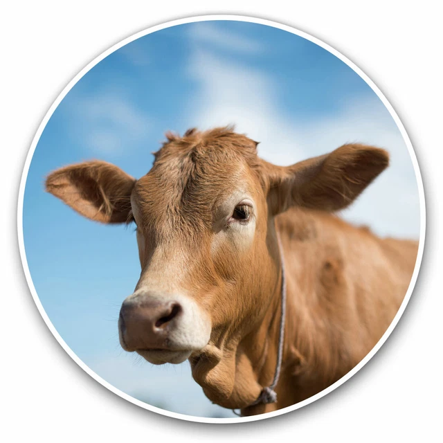 Kira Sticker With Brown Cow Cattle Farm Farmer Cool Gift Decorative ...
