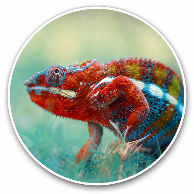 Kira Sticker With Chameleon Iguana Lizard Reptile Cool Gift Decorative ...