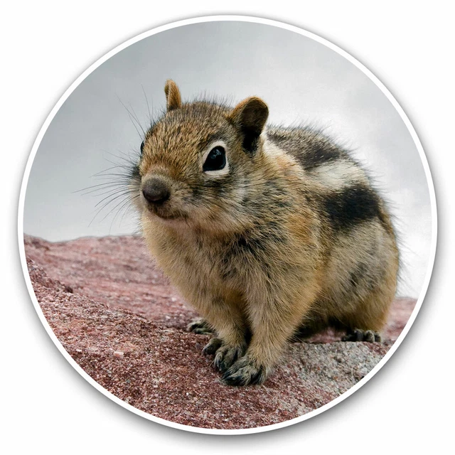 Kira Sticker With Cheeky Wild Little Chipmunk Rodent Cool Gift ...