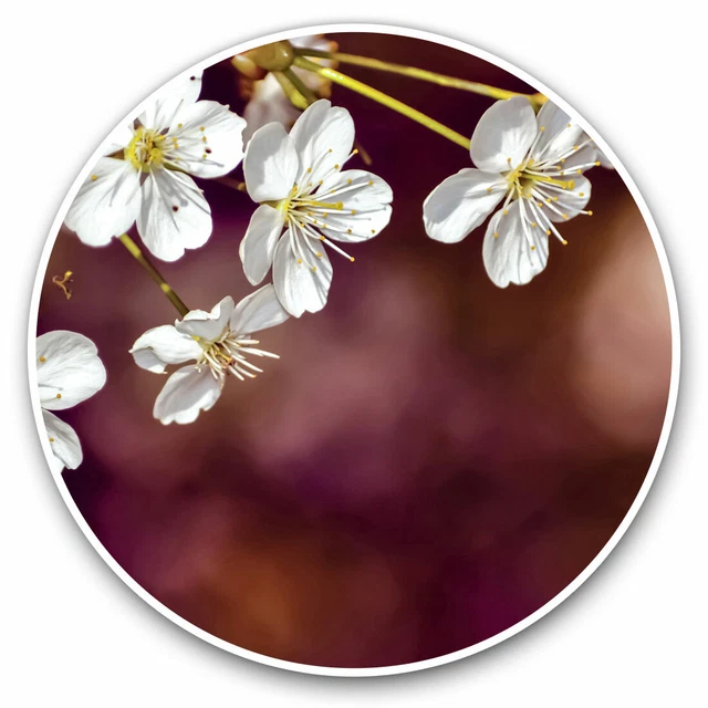 Kira Sticker With Cherry Blossom Sakura Tree Flower Cool Gift ...