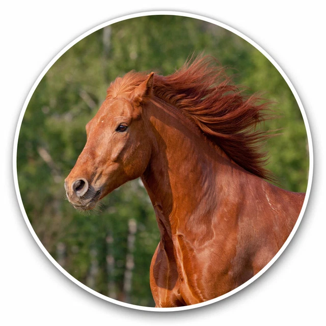 Kira Sticker With Chestnut Running Horse Animal Cool Gift Decorative ...