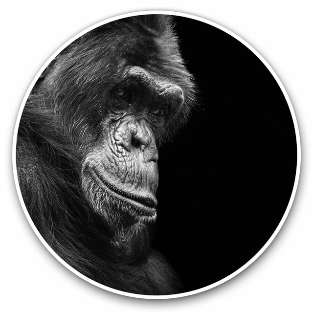 Kira Sticker With Chimpanzee Gorilla Monkey Portrait Cool Gift ...