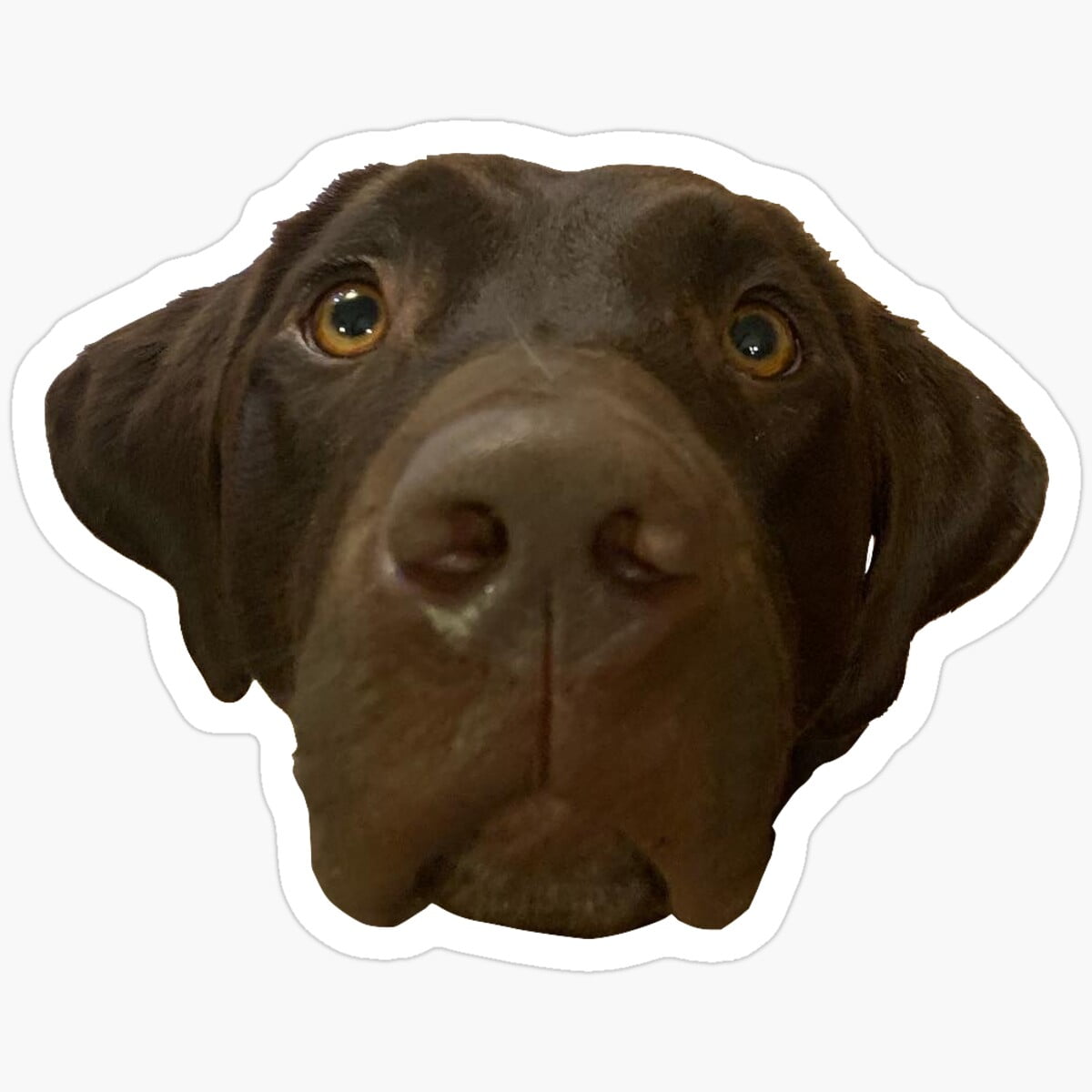 Kira Sticker - Chocolate Lab Sticker, Funny Waterproof Decal For Pet ...