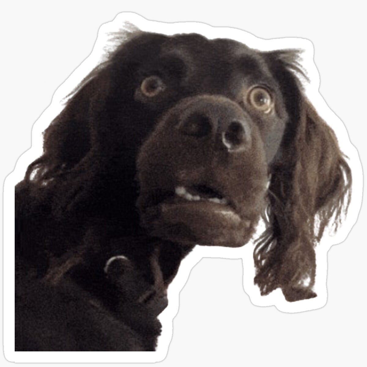 Kira Sticker - Confused Dog Meme | Surprised Dog Meme Sticker, Funny ...