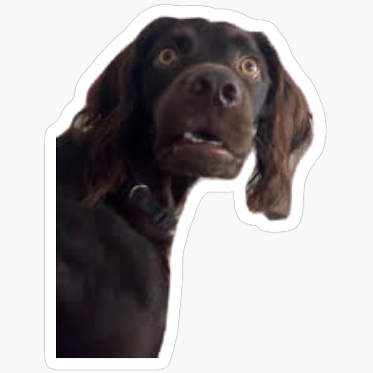 Kira Sticker - Confused Dog Sticker, Funny Waterproof Decal For Pet ...
