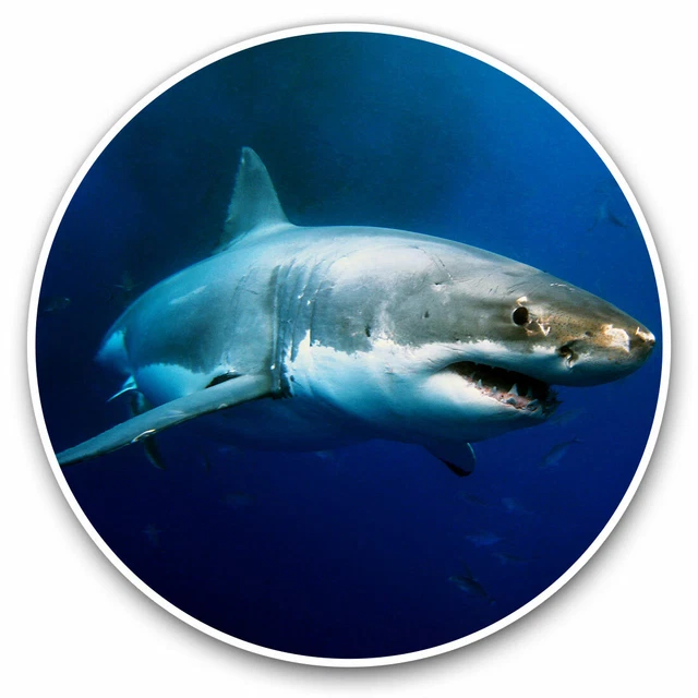 Kira Sticker With Cool Great White Shark Ocean Diving Cool Gift ...
